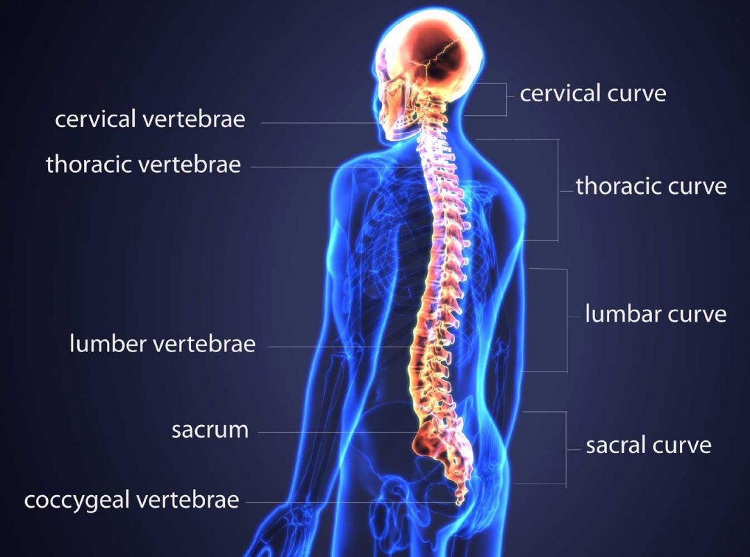 Chiropractic what to expect | Cove Chiro